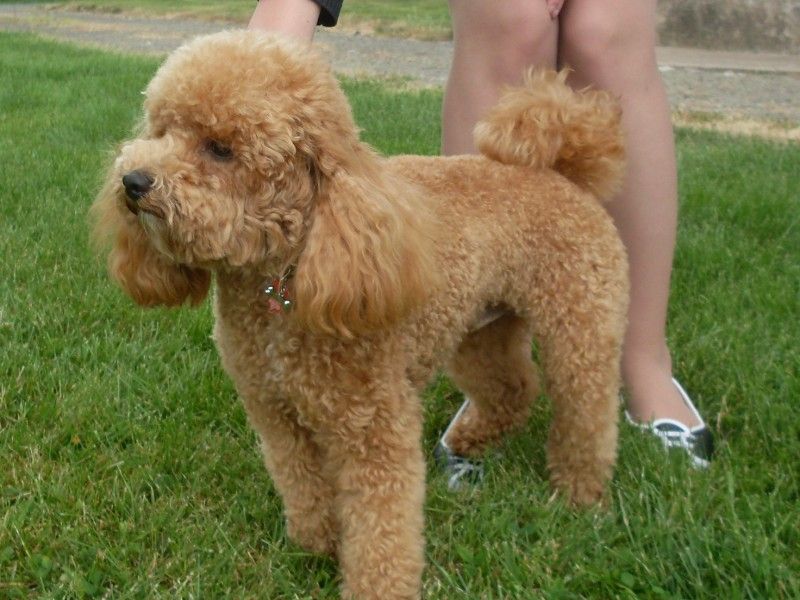 Caniche male toy rouge